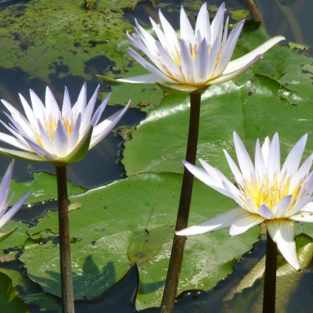 Makhana - Welcome to Makhana.org, everything about Makhana