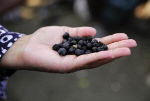 About Makhana | Makhana