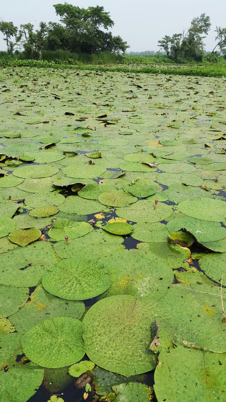 Makhana - Welcome to Makhana.org, everything about Makhana