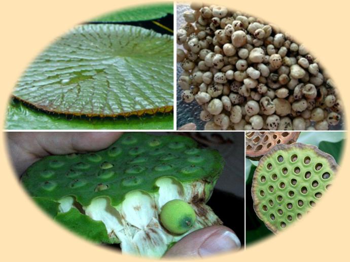 Know Makhana | Makhana